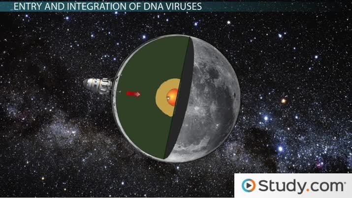 DNA Virus | Overview, Replication & Examples - Lesson | Study.com