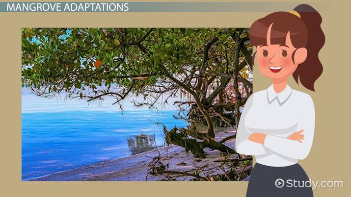 Mangrove Adaptations: Lesson for Kids - Lesson | Study.com