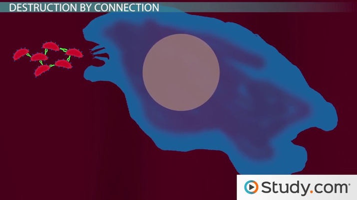 Type II Hypersensitivity | Types, Reactions & Examples - Lesson | Study.com