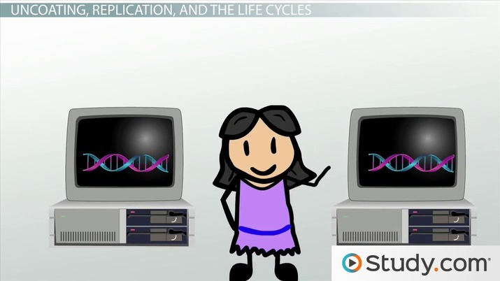 Virus Life & Replication Cycle | Overview, Stages & Types - Lesson ...