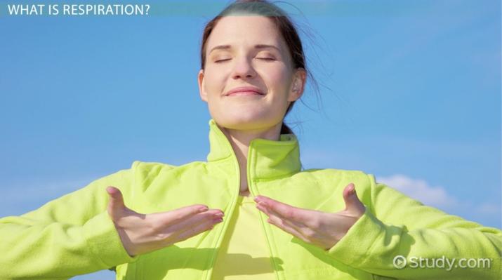 Respiration in Plants | Overview, Process & Purpose - Lesson | Study.com