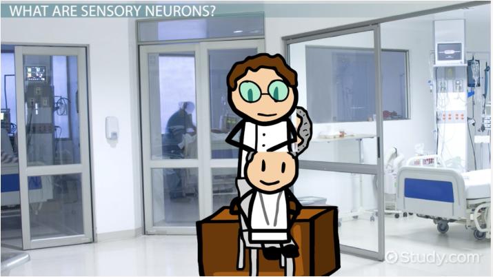 Sensory Neurons | Definition, Function & Structure - Video | Study.com
