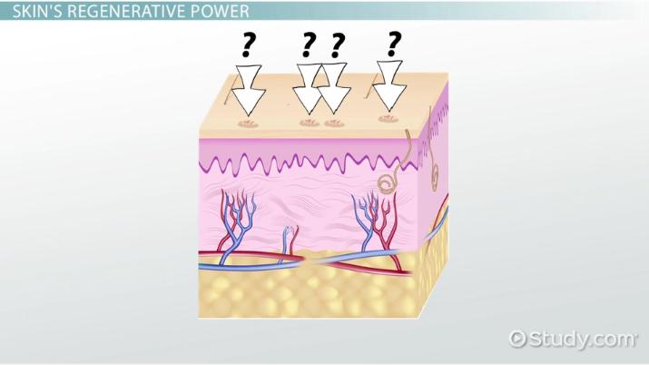 Vocabulary for Types of Benign Skin Growths - Lesson | Study.com