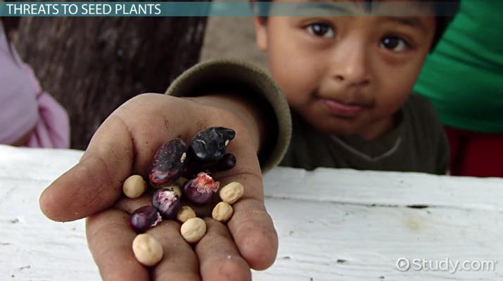 The Effects of Seed Plants on Human Welfare - Lesson | Study.com