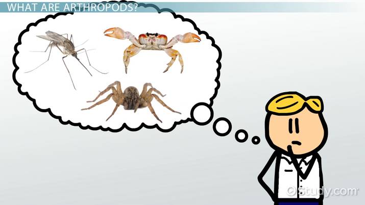 Arthropods Reproduction | Definition, Methods & Examples - Lesson | Study.com