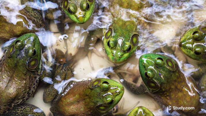 Amplexus in Frogs | Overview, Process & Fertilization - Lesson | Study.com