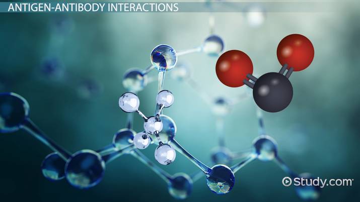 Immunological Methods Used in Biology Labs - Lesson | Study.com