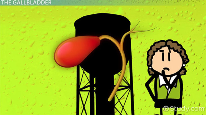 Cholecyst & Chole Medical Terms for the Gallbladder - Lesson | Study.com