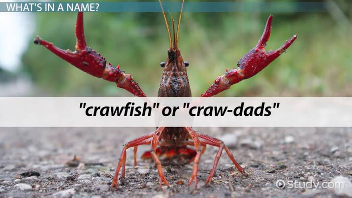 Crayfish Anatomy, Structure & Habitat - Video | Study.com