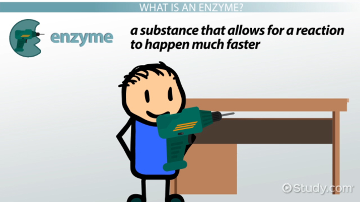 The Function of Enzymes - Lesson | Study.com