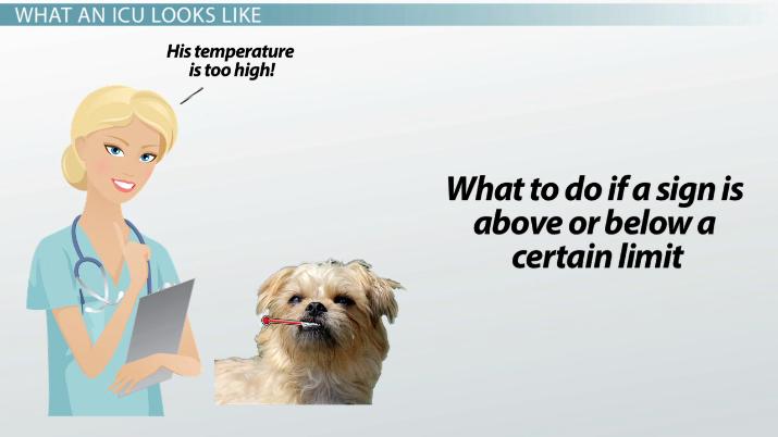 The ICU in a Veterinary Hospital - Lesson | Study.com