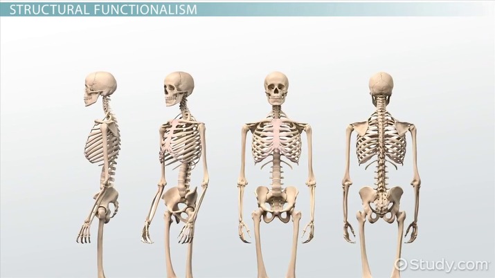 Symbolic Interactionism vs Structural Functionalism - Video | Study.com