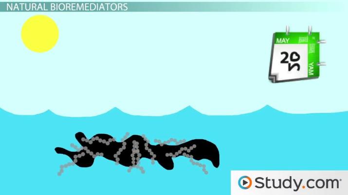 Bioremediation: Microbes Cleaning Up the Environment - Lesson | Study.com