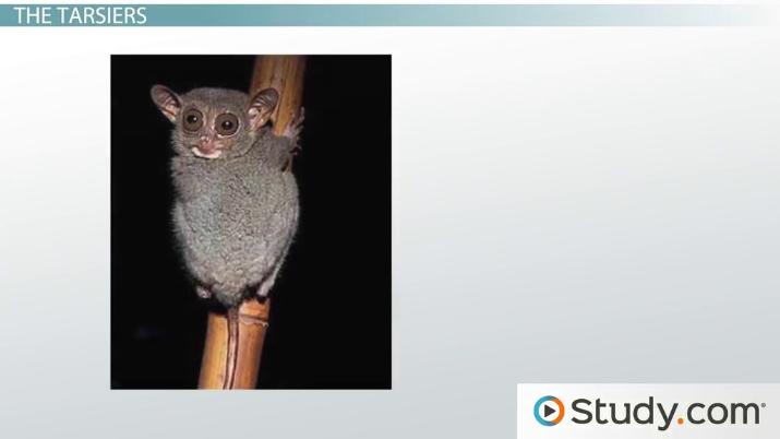 Primates And Human Origin Lesson Study