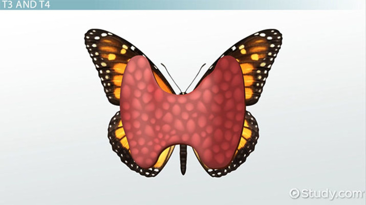 Thyroid Gland Functions & Secretions: Vocabulary - Lesson | Study.com