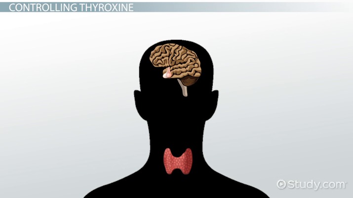 Thyroxine Overview, Structure & Function - Lesson | Study.com