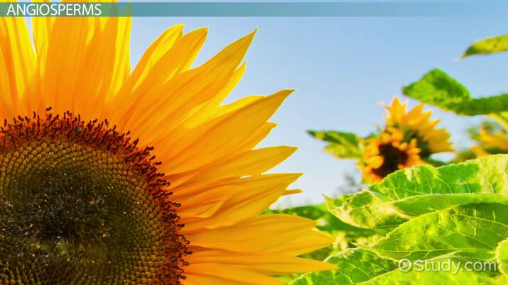 Placentation in Flowers | Definition, Process & Types - Lesson | Study.com