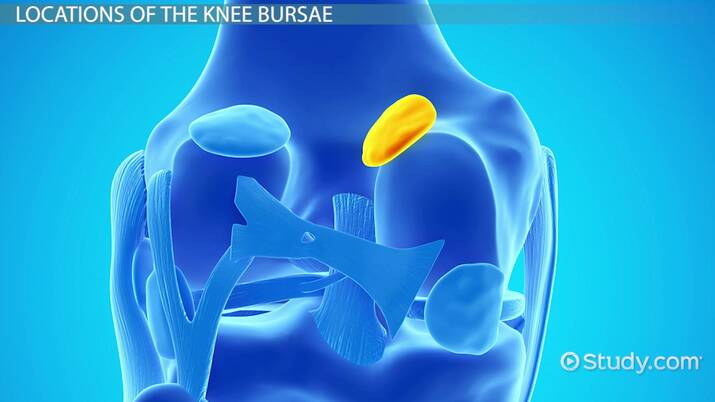 Knee Bursae | Anatomy, Joint & Locations - Lesson | Study.com