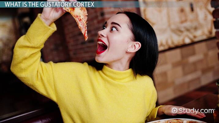 Gustatory Cortex Definition, Function & Location - Video | Study.com