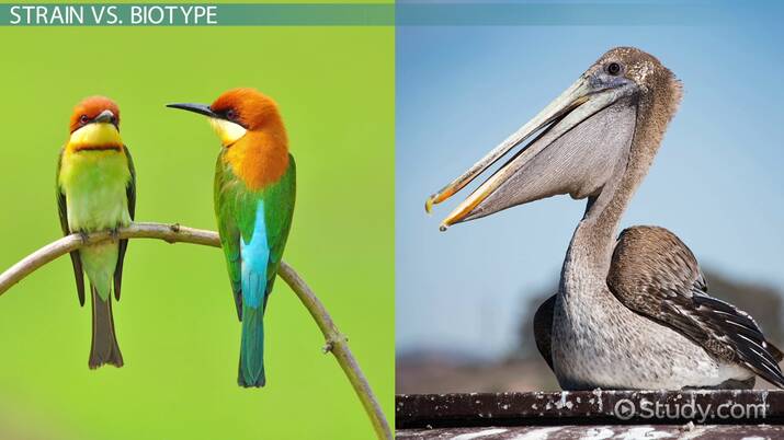 Difference Between Serotype, Genotype, Serovar, Strain & Biotype ...