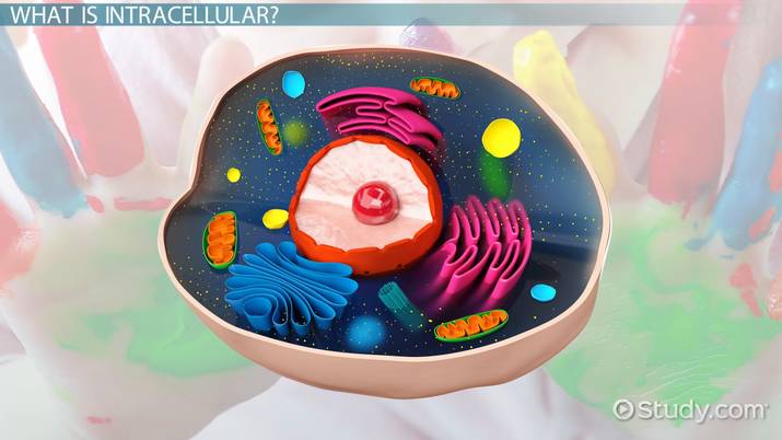 Intracellular | Definition, Structure & Organelles - Video | Study.com