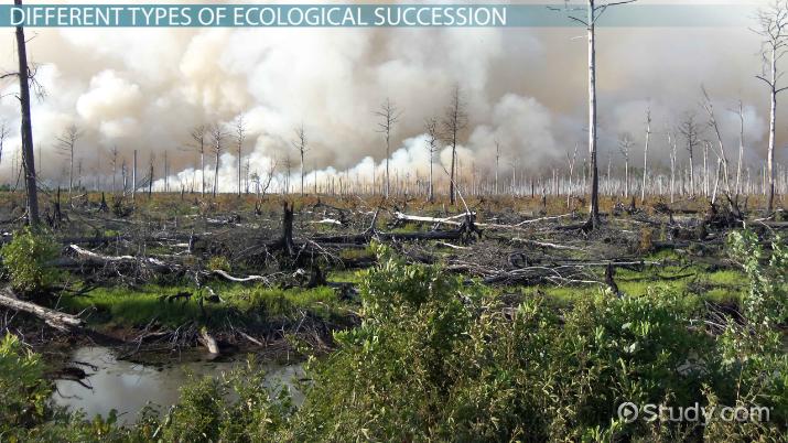 Ecological Succession | Definition, Stages & Examples - Video | Study.com