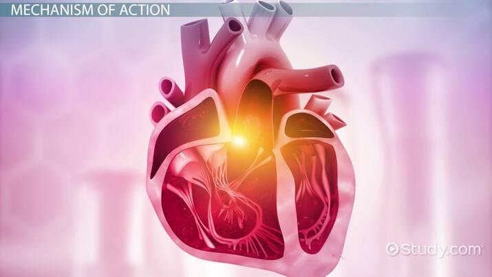 Metoprolol Mechanism of Action - Lesson | Study.com