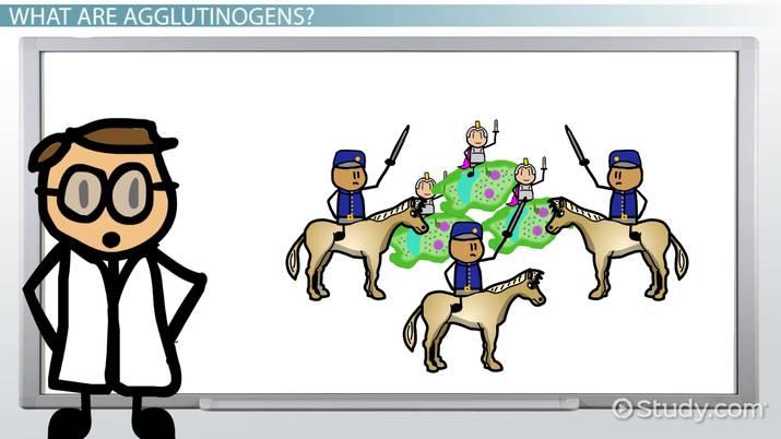Agglutinin & Agglutinogen | Overview & Differences - Lesson | Study.com