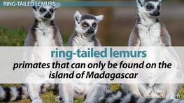 Quiz & Worksheet - Understanding Ring-Tailed Lemurs | Study.com