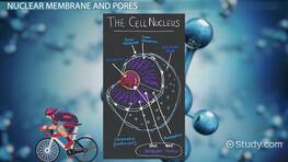 Quiz & Worksheet - Nucleus Facts for Kids | Study.com