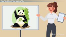 Red Panda Adaptations: Lesson for Kids | Study.com