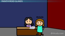 Quiz & Worksheet - Parathyroid Gland Disorders | Study.com
