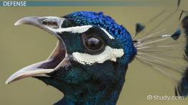 Parrot Adaptations: Lesson for Kids - Lesson | Study.com