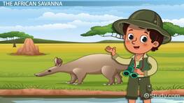 African Savannah: Quiz & Worksheet for Kids | Study.com