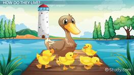 Baby Duck Facts: Quiz & Worksheet for Kids | Study.com