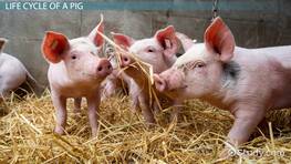 Pig Life Cycle: Quiz & Worksheet for Kids | Study.com