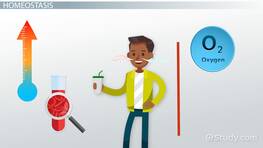 Quiz & Worksheet - Allostasis Theory | Study.com