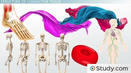 Dense Regular Connective Tissue | Location, Function & Structure ...