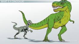 Dingo Facts: Lesson for Kids | Study.com