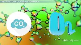 Quiz & Worksheet - Respiratory Quotients | Study.com