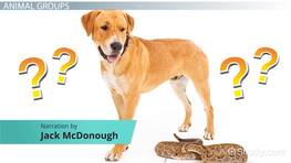 Mammals vs. Reptiles Lesson Plan | Study.com