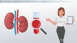 Bladder Muscles | Structure & Function | Study.com