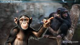 Chimpanzee Adaptations