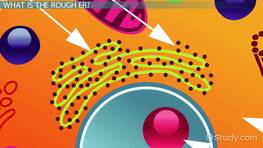 Alcohol and Protein Synthesis | Study.com