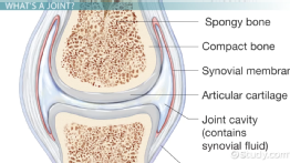Diaphysis of Bone: Definition & Function - Video & Lesson Transcript ...
