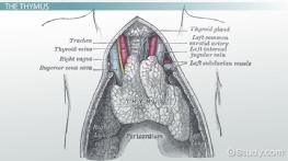 Thyroid Diagnostic & Treatment Procedures: Terminology - Video & Lesson ...