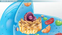 Nucleus Lesson for Kids: Definition & Function - Lesson | Study.com