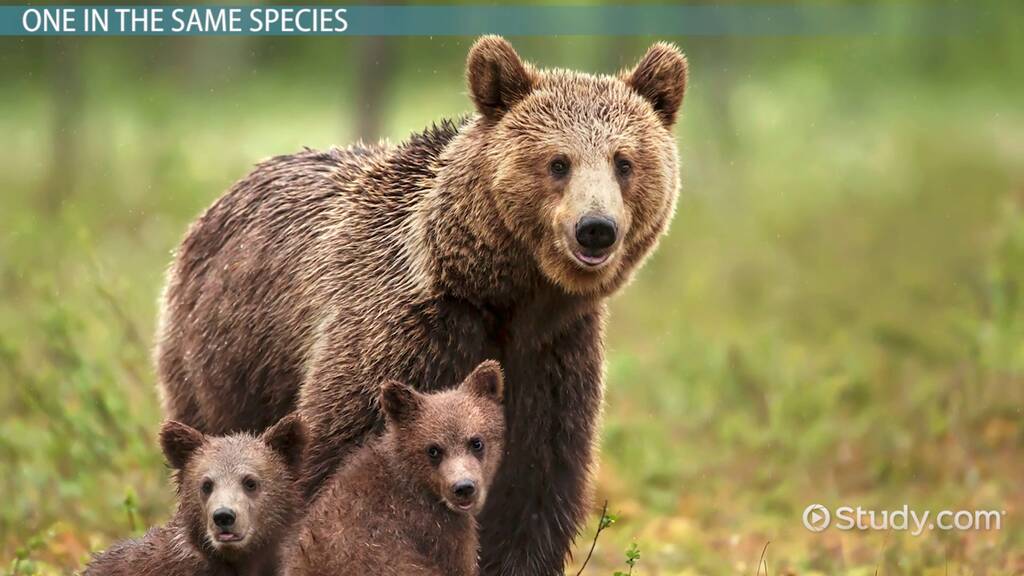 Animals Subcategory Bears