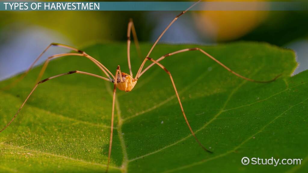 Harvestmen | Definition, Body Structure & Life Span - Lesson | Study.com