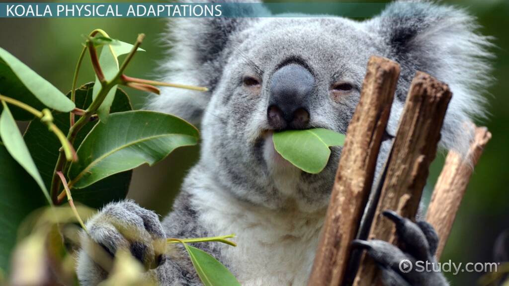 Koala Adaptations Lesson For Kids Lesson Study